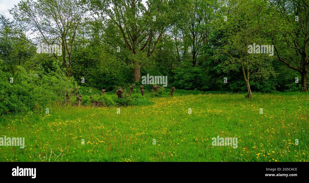 Pollarded ash tree hi-res stock photography and images - Alamy
