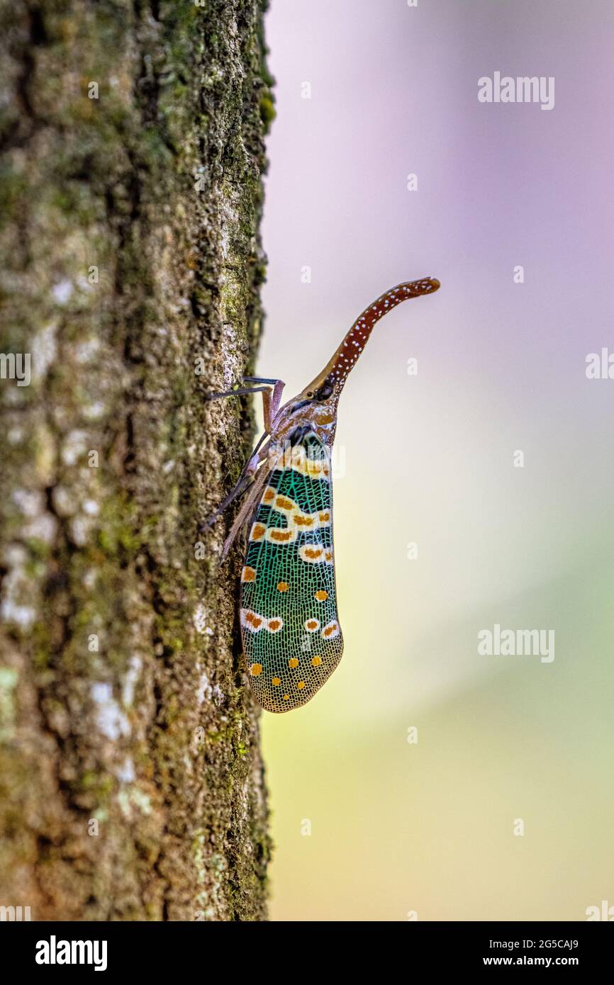 Pyrops candelaria hi-res stock photography and images - Alamy
