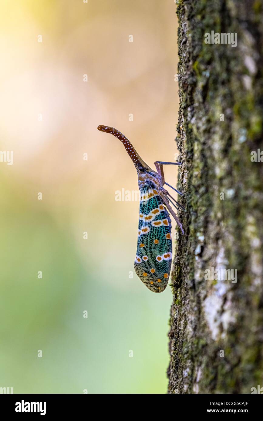 Pyrops candelaria on tree Stock Photo - Alamy