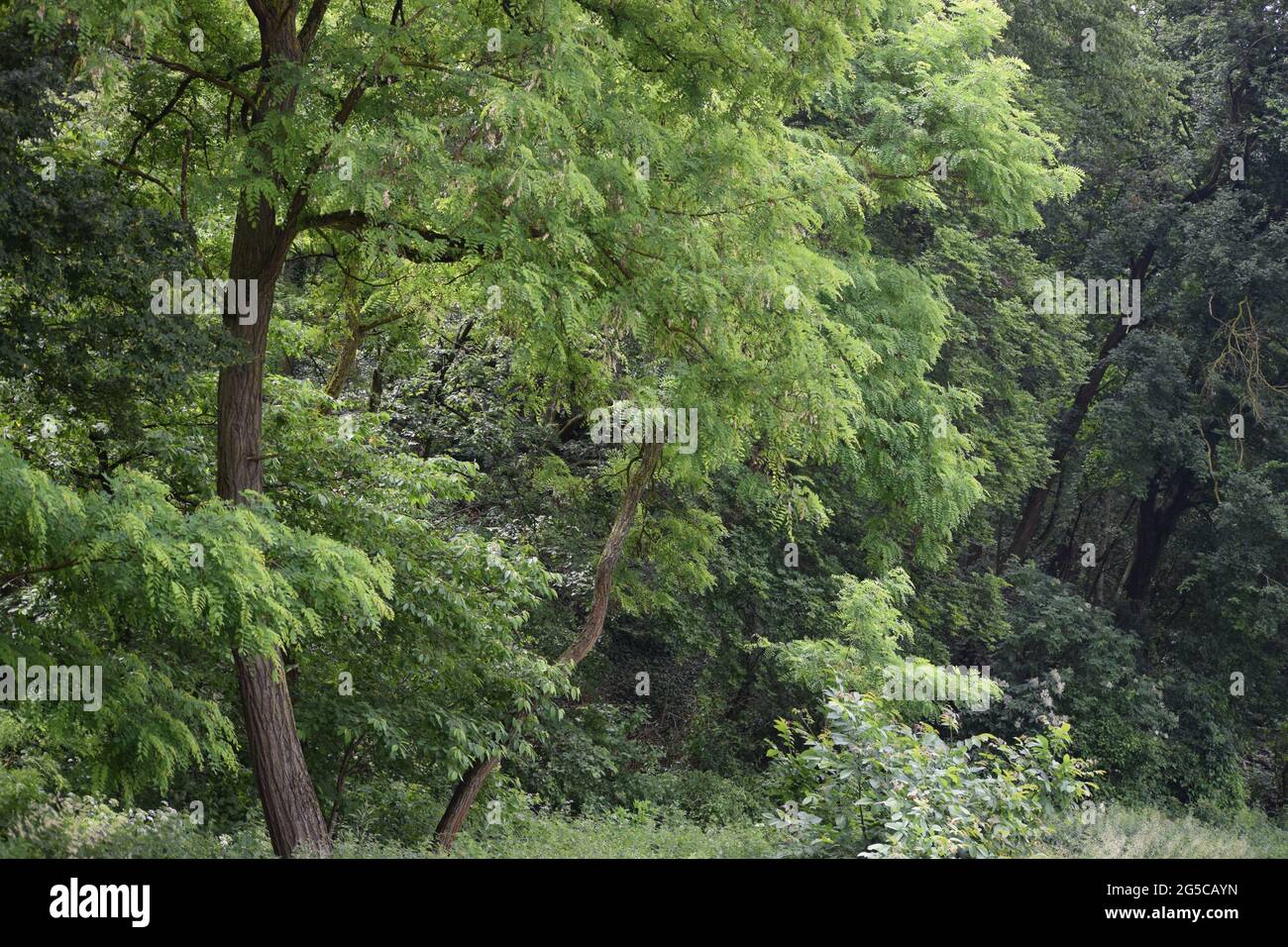 Ash in the mixed forest hi-res stock photography and images - Alamy