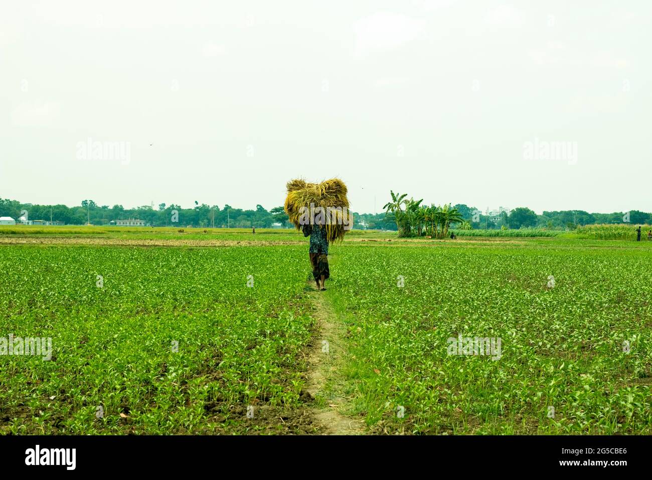 Man carrying rice paddy field hi-res stock photography and images - Alamy
