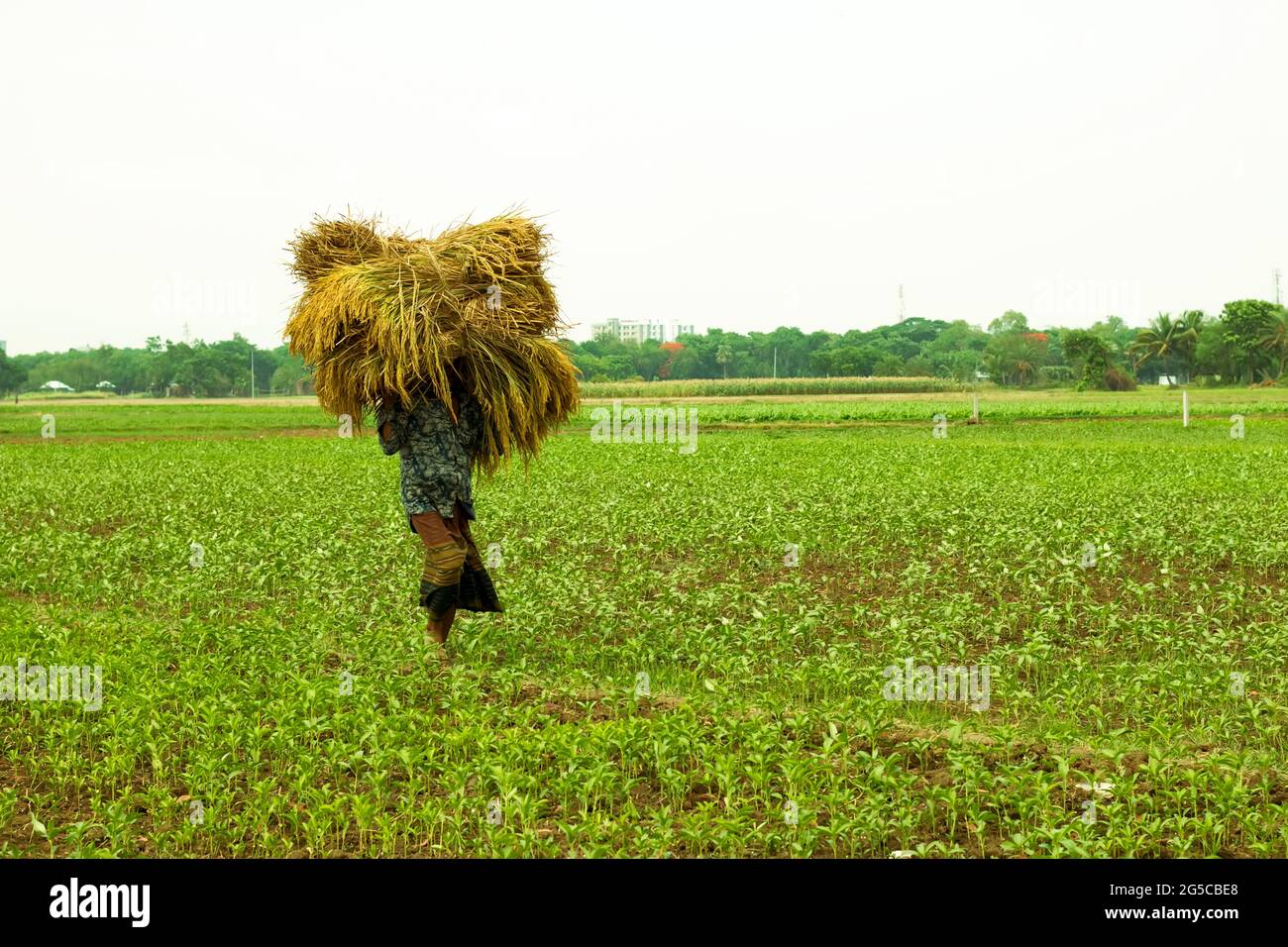 Man carrying rice paddy field hi-res stock photography and images - Alamy