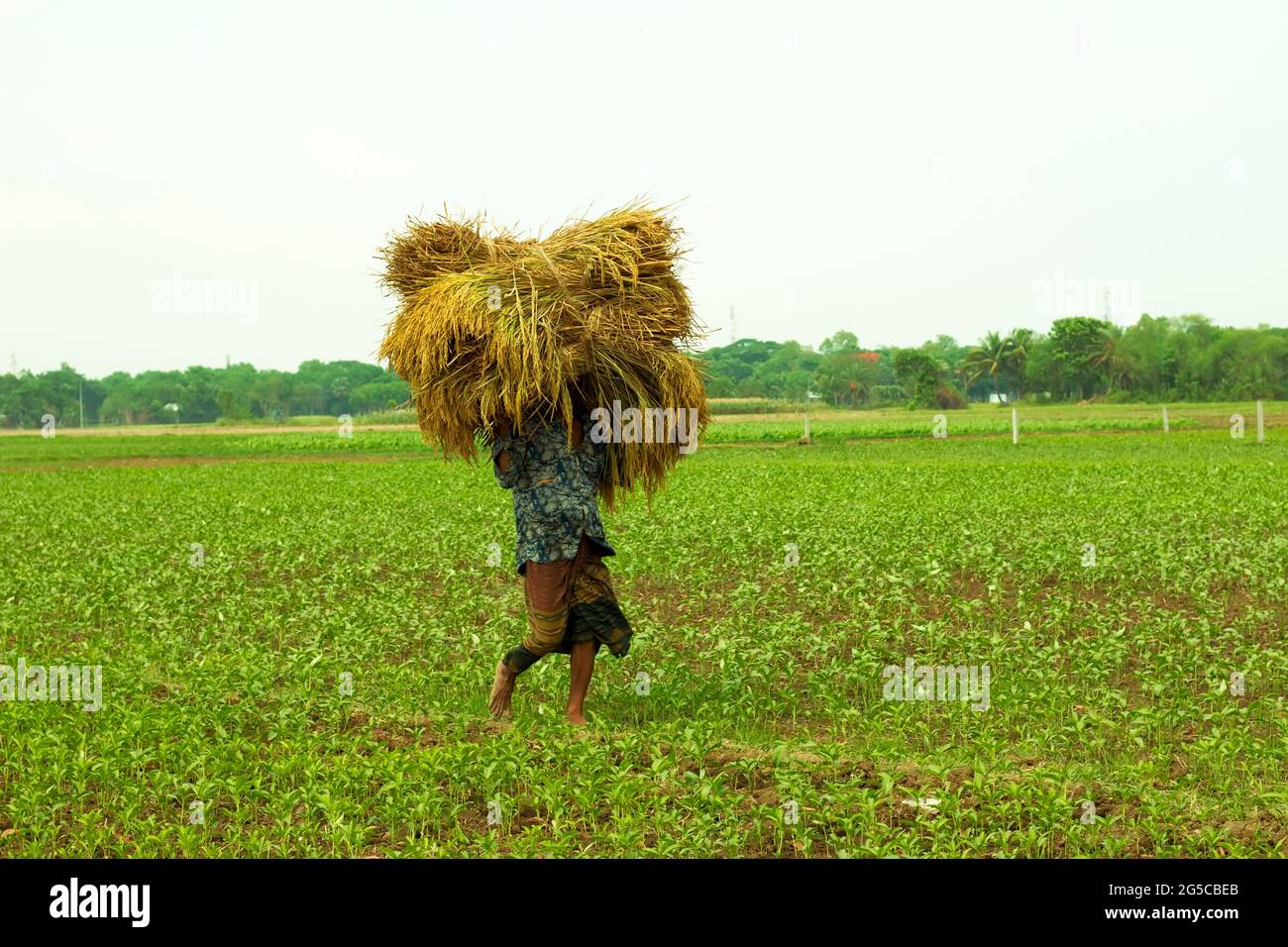 Bangladesh with a man carrying a bale of harvested rice on his head ...