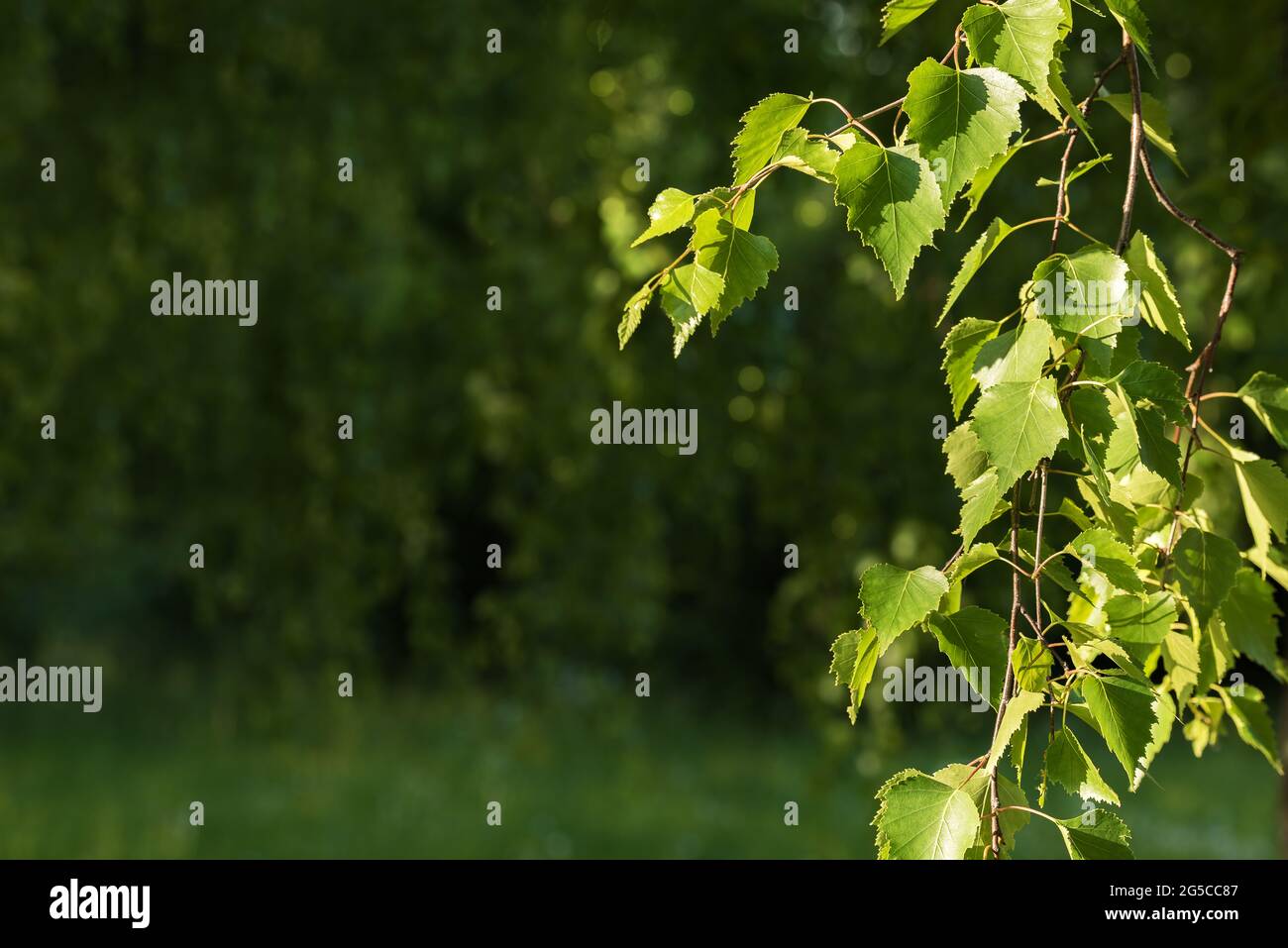 Hanging birch hi-res stock photography and images - Alamy