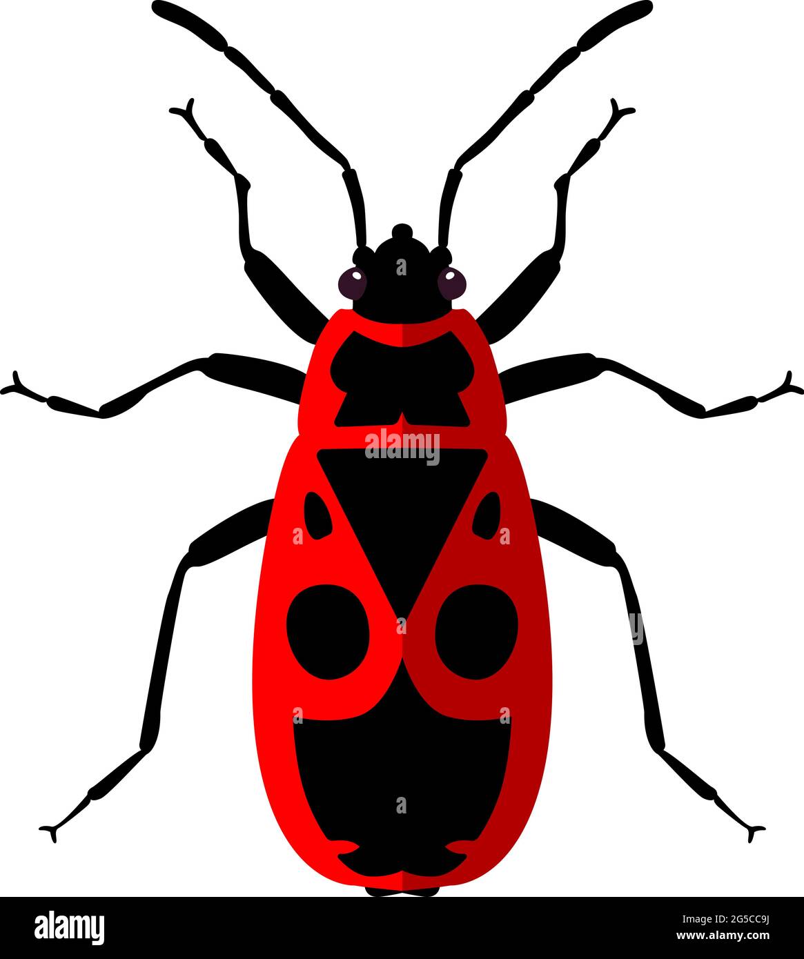 Firebug, Pyrrhocoris apterus. Vector illustration. Isolated on white background Stock Vector ...