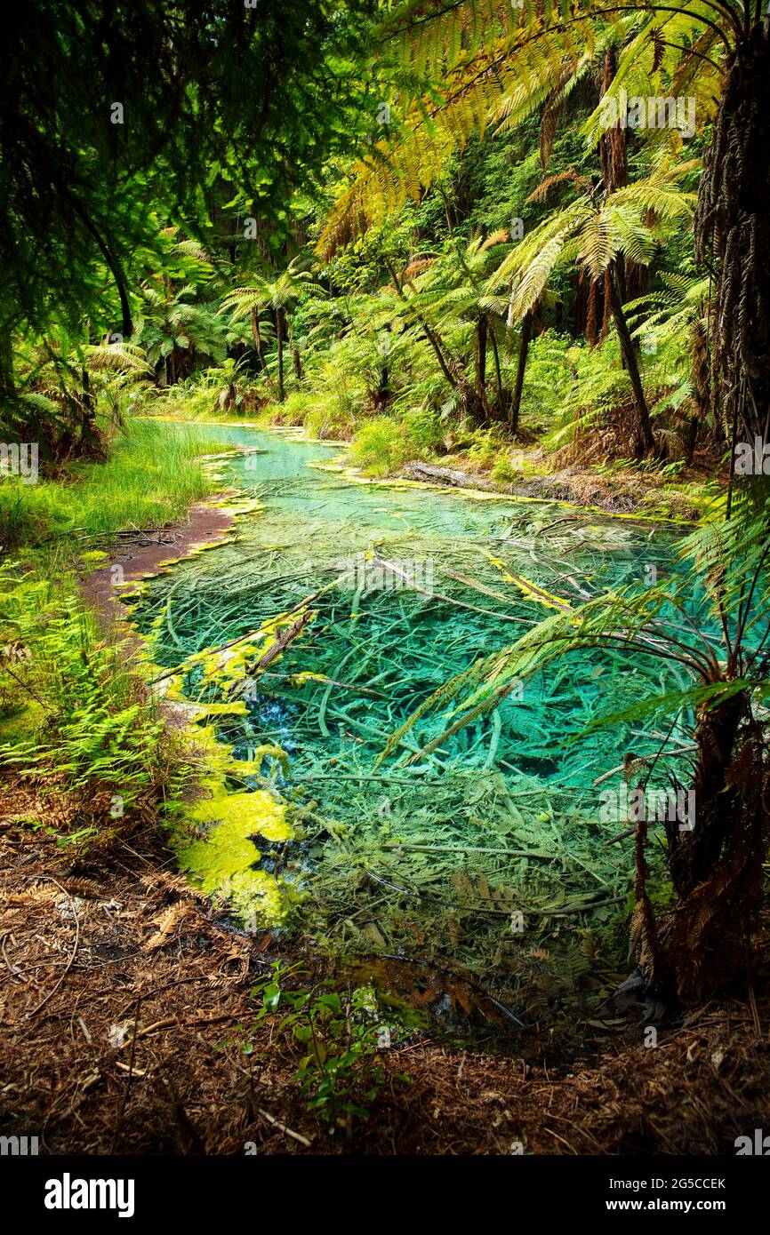 View of Emerald green thermal pond in Redwoods Whakarewarewa Forest, a ...