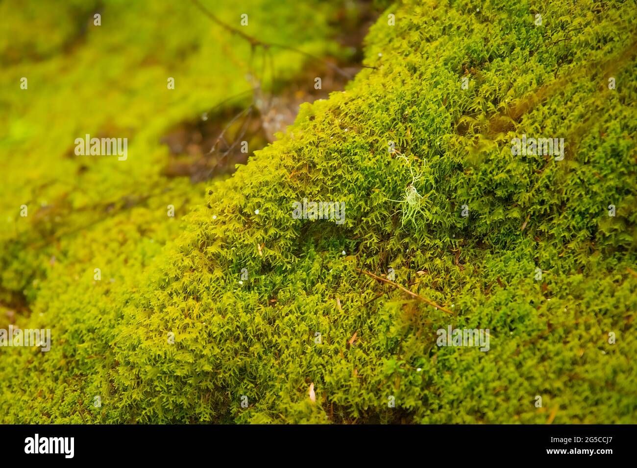 Mosses after rain hi-res stock photography and images - Alamy