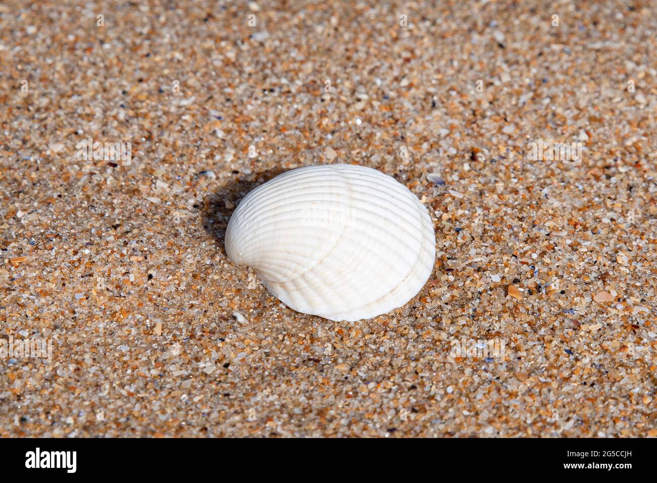 Under water shell hi-res stock photography and images - Alamy
