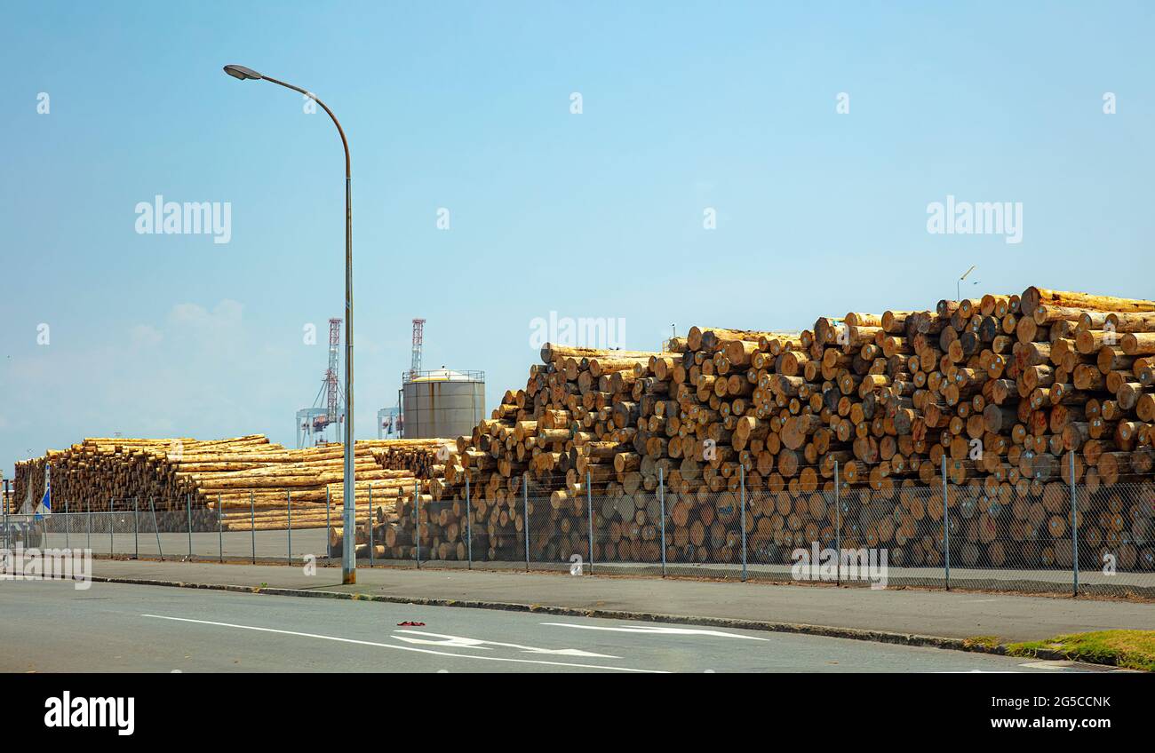 Radiata pine hi-res stock photography and images - Alamy