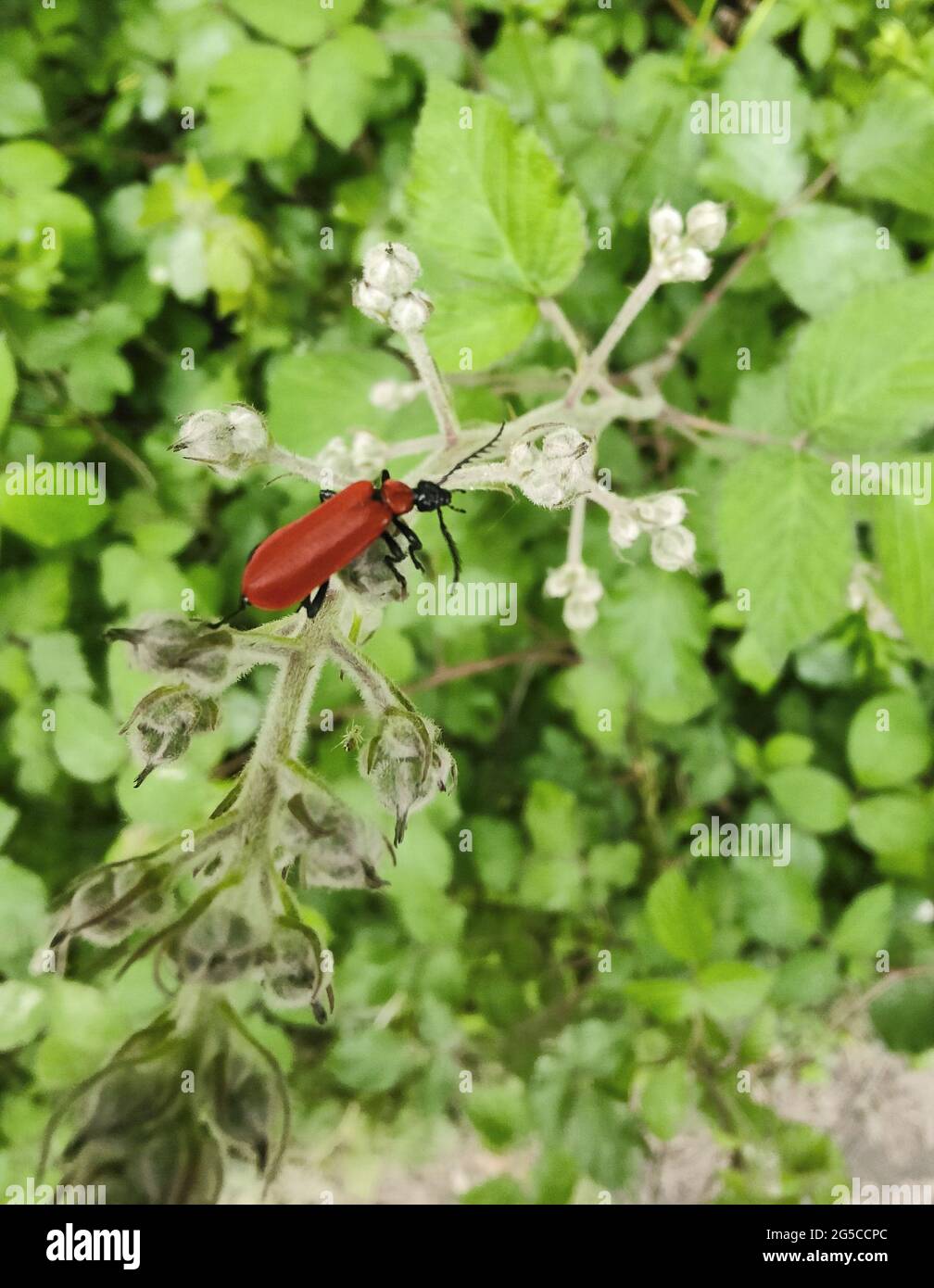 Fire colored beetle hi-res stock photography and images - Alamy