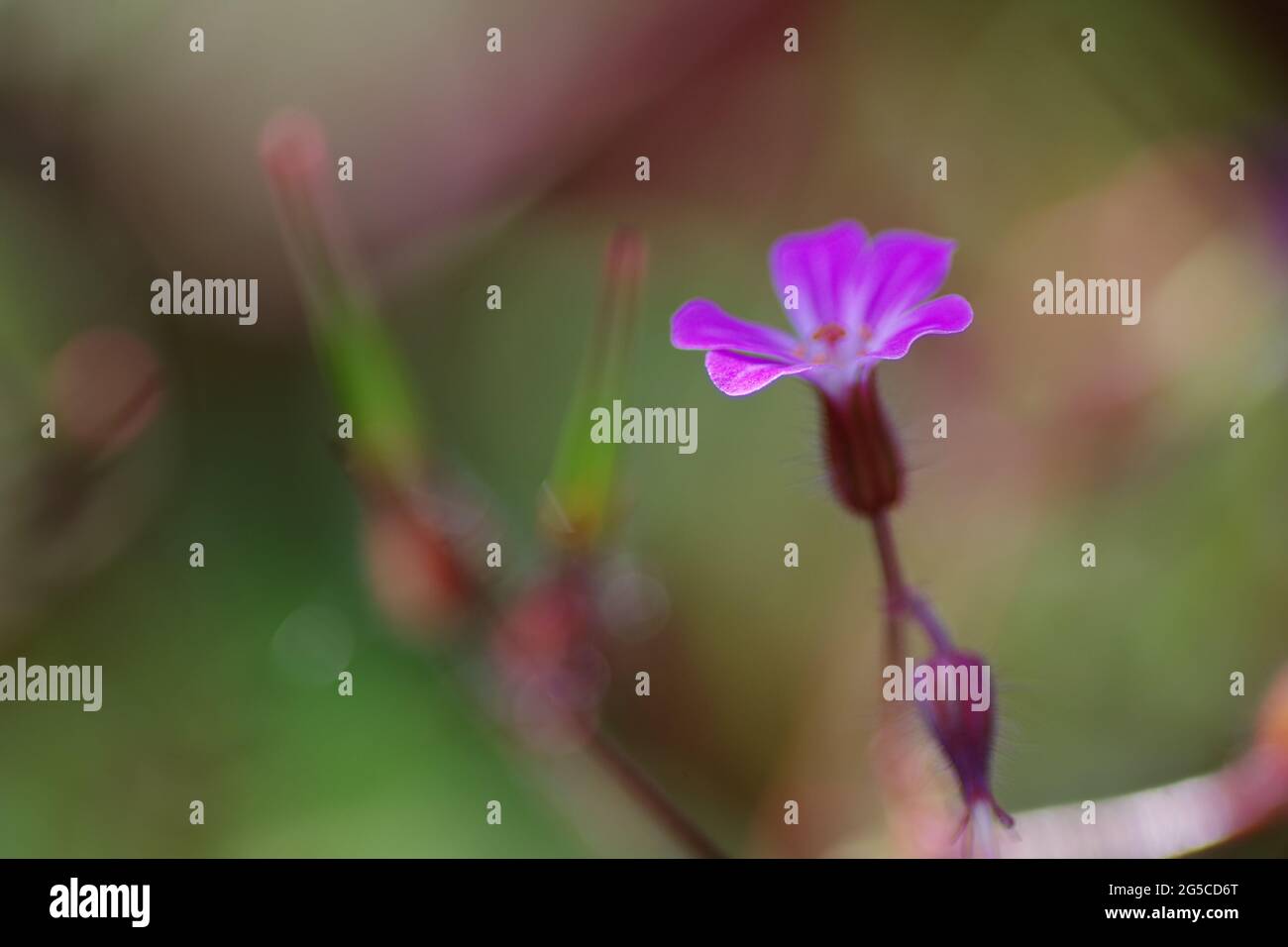 Close-up shot of a Storksbill, Geranium robertianum agg Stock Photo - Alamy