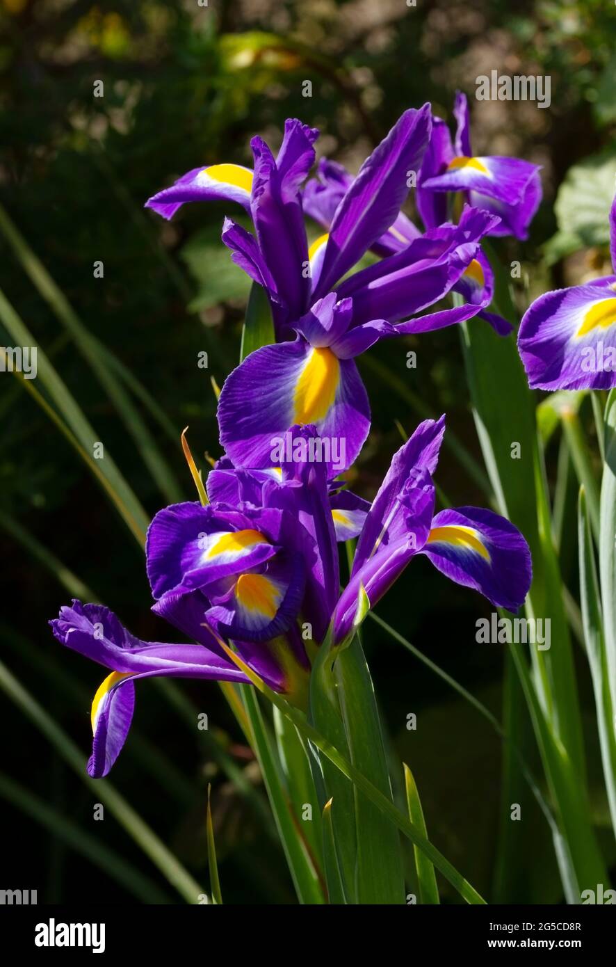 The Purple Iris is a popular garden flower that was introduced from ...