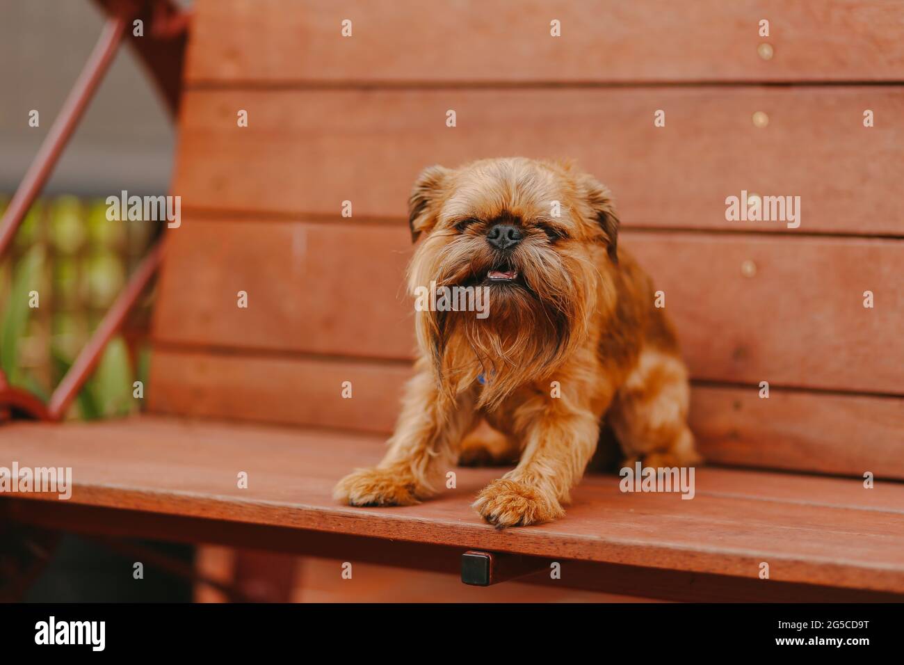 Closeup of the adorable fluffy Brussels Griffon dog sitting on the ...