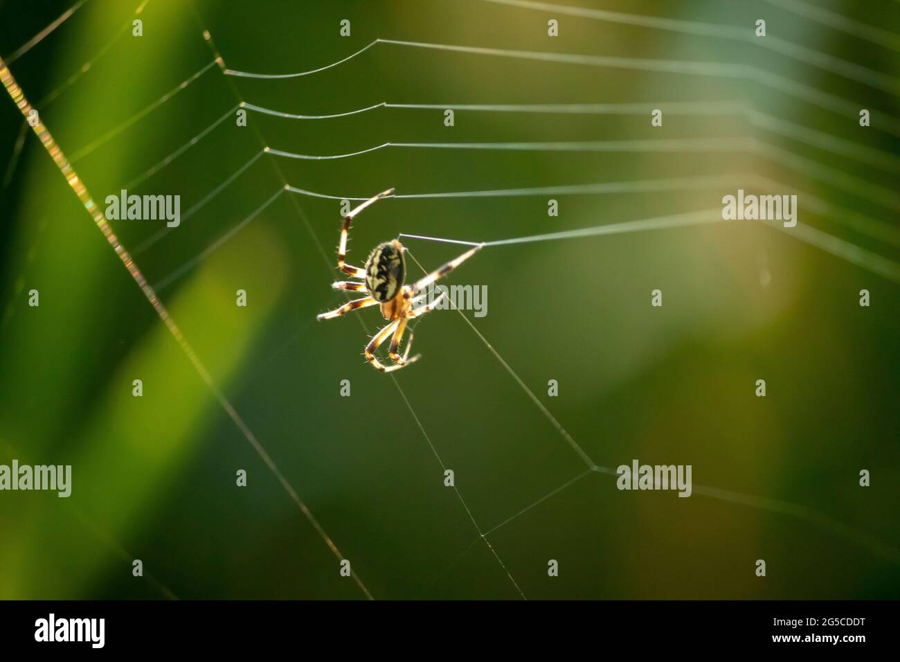 Web making process hi-res stock photography and images - Alamy