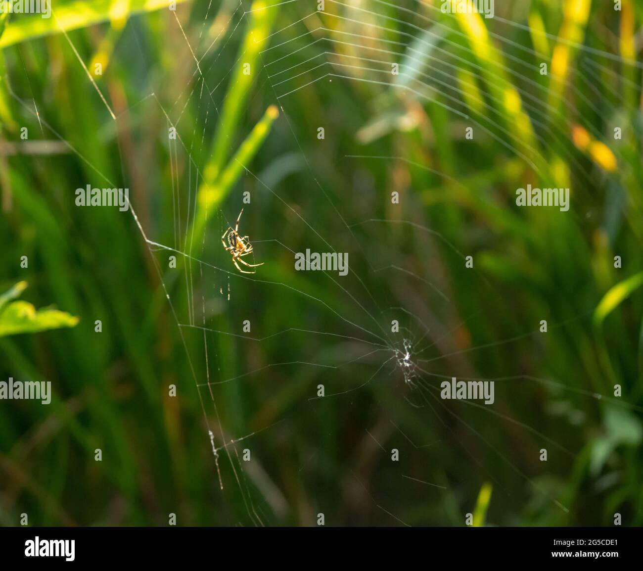Female sitting in spider web hi-res stock photography and images - Alamy