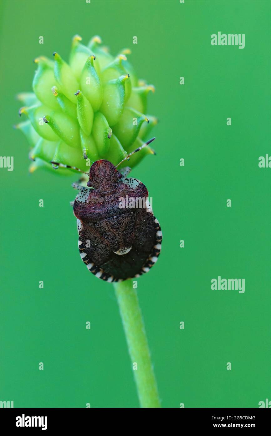 Vertical close-up shot of the small, brown, bedstraw bug, against a ...