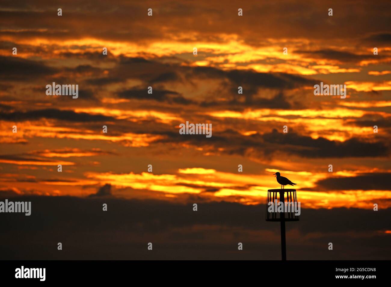 Heacham, UK. 24th June, 2021. A gull sits on a sea defence groyne ...