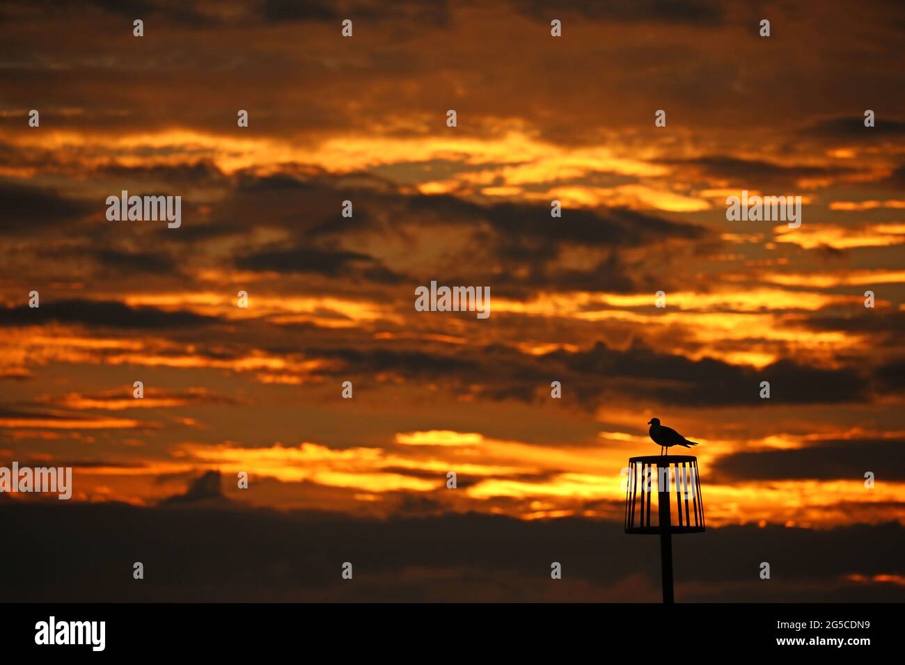 Heacham, UK. 24th June, 2021. A gull sits on a sea defence groyne ...