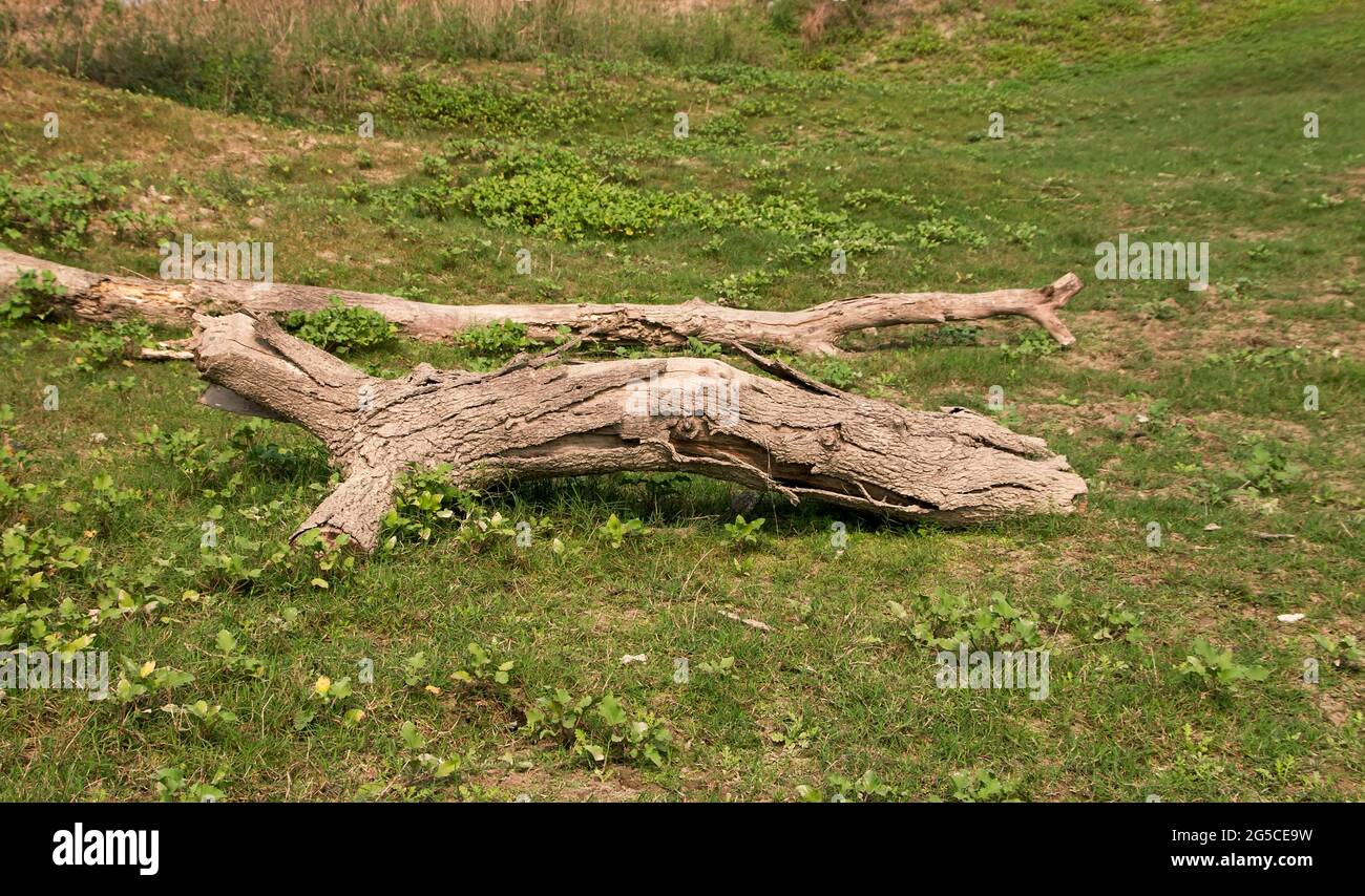 Soil is a soft, granular covering of the earth's surface Stock Photo ...