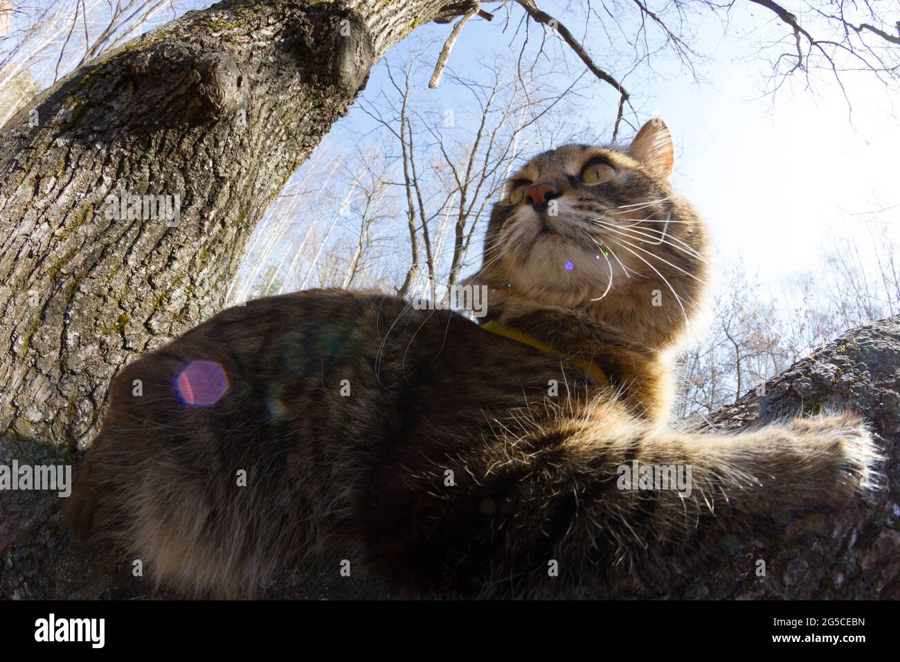 Funny cat on a tree. Captured with fish eye lens Stock Photo - Alamy