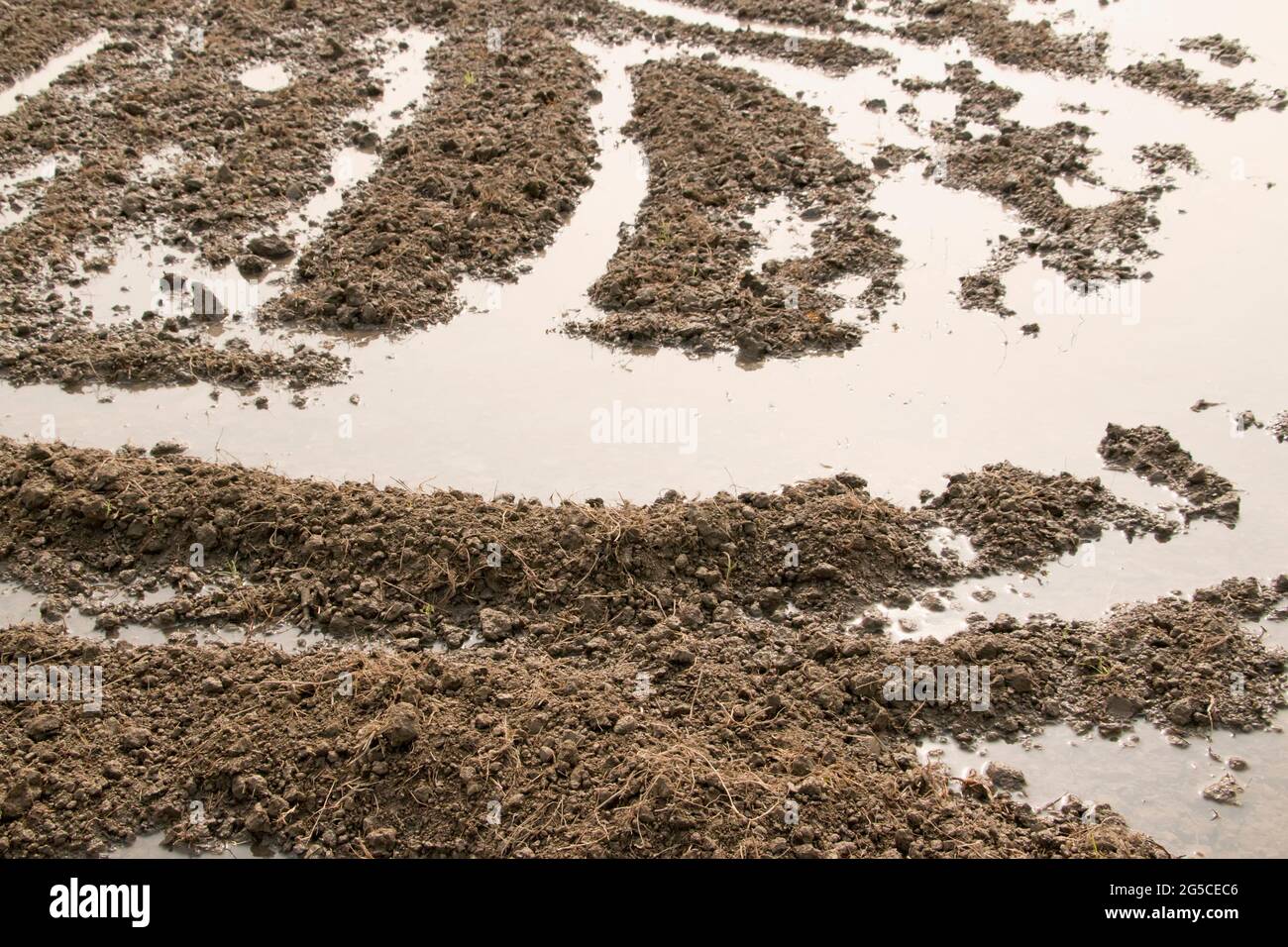 Soil is a soft, granular covering of the earth's surface Stock Photo ...