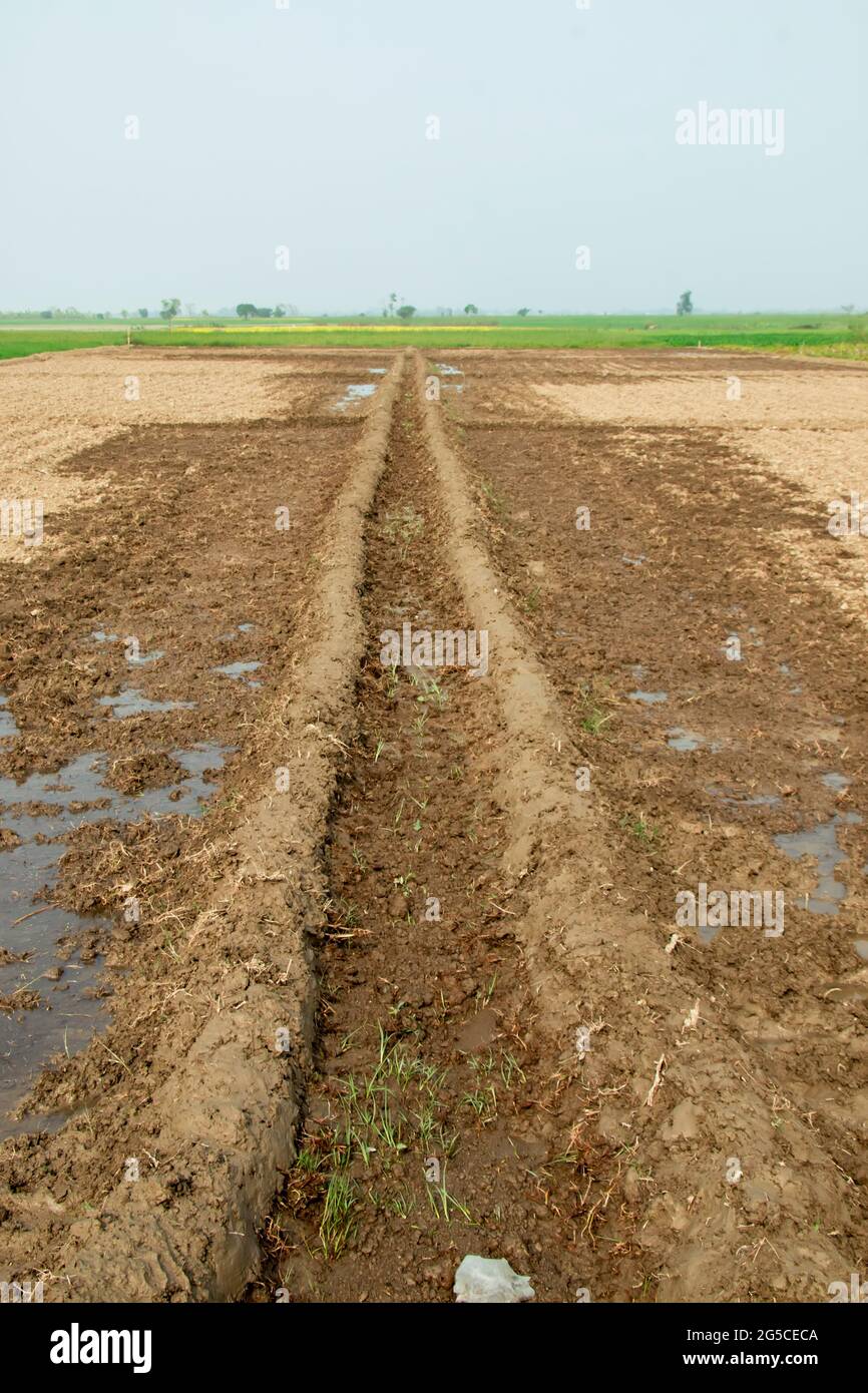 Soil is a soft, granular covering of the earth's surface Stock Photo ...