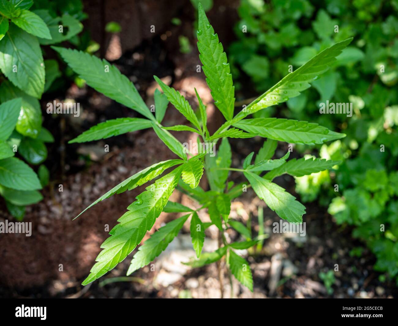 Young hemp hi-res stock photography and images - Alamy