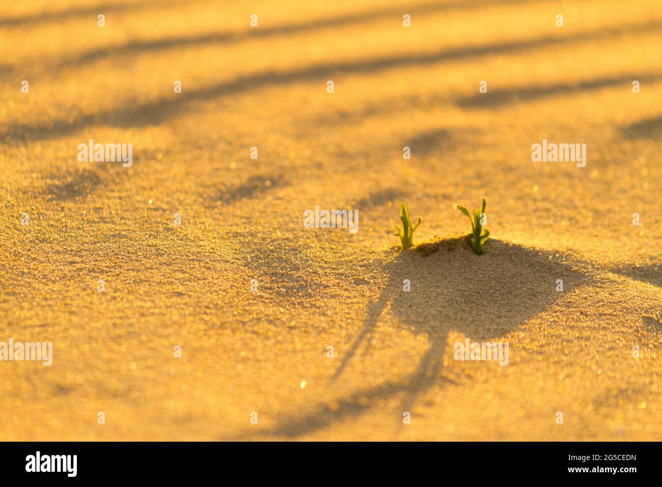 Little sprouts in sand. Hope concept Stock Photo - Alamy