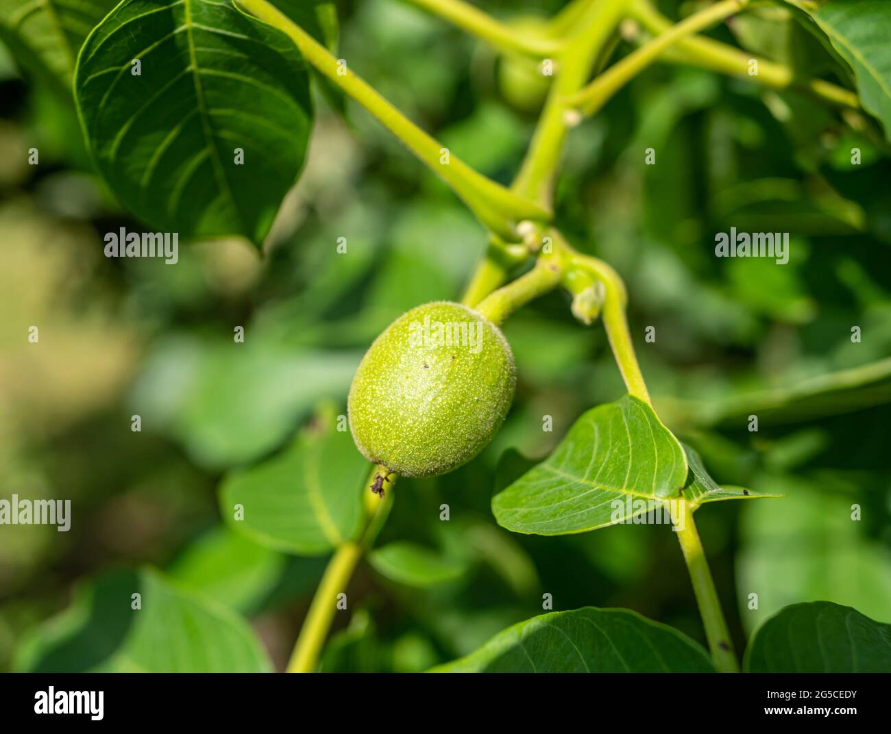 green fruit on a walnut tree Stock Photo - Alamy