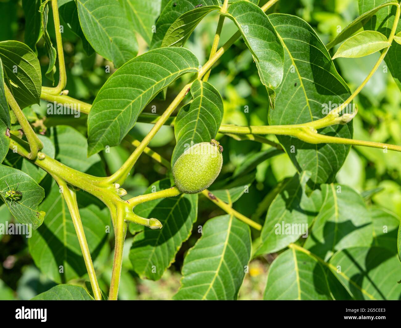 Walnut tree with fruit in summer Stock Photo - Alamy