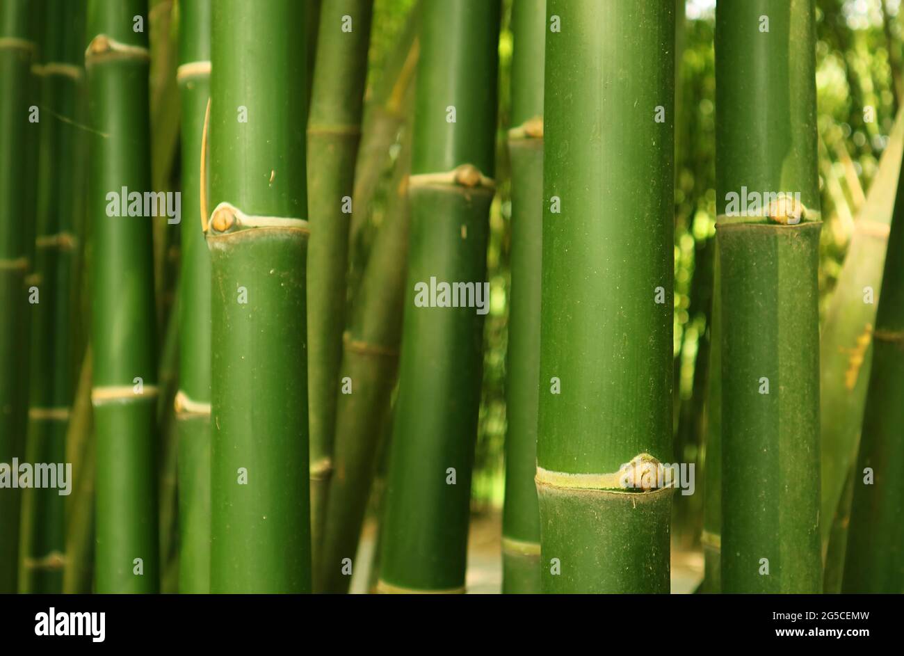 Closeup green bamboo tree trunk of the bamboo forest in Thailand Stock ...