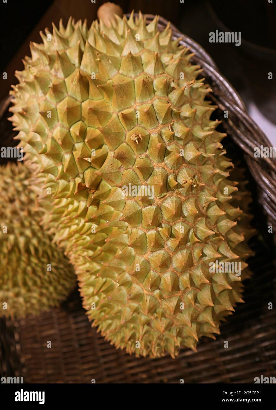 Closeup a fresh ripe Durian known as KING OF FRUITS Stock Photo - Alamy