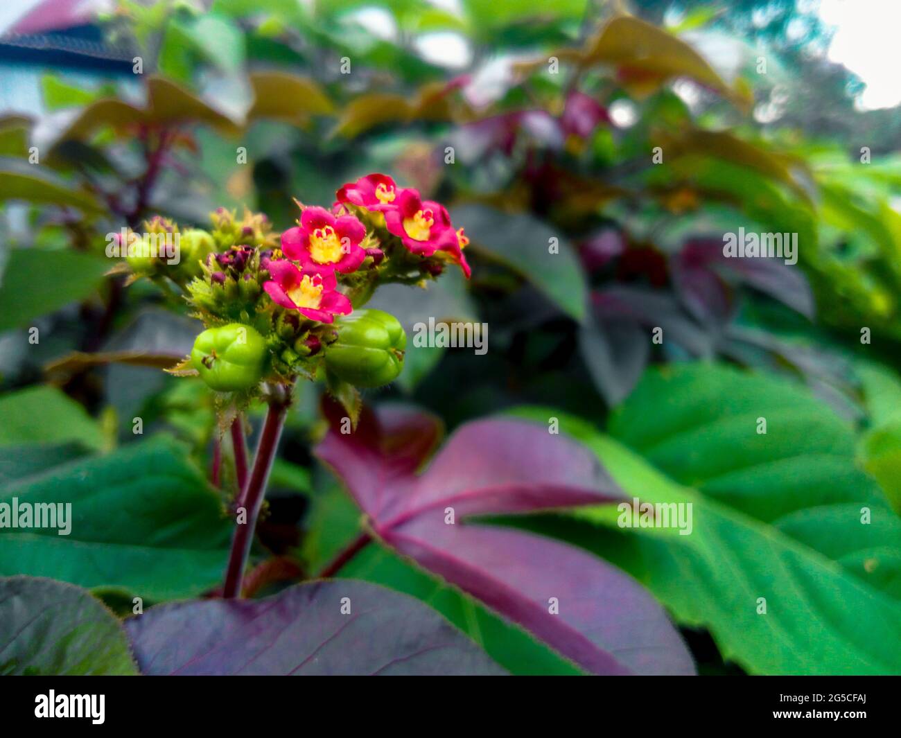 Bellyache bush jatropha gossypiifolia hi-res stock photography and ...