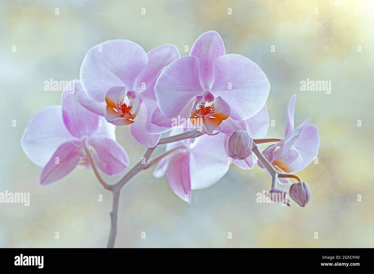Pink orchidea hi-res stock photography and images - Alamy