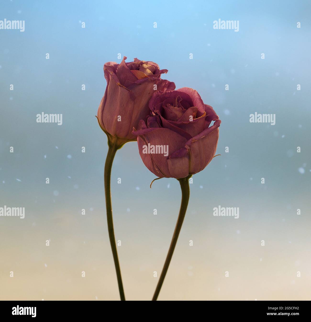 Eustoma flowers hi-res stock photography and images - Alamy