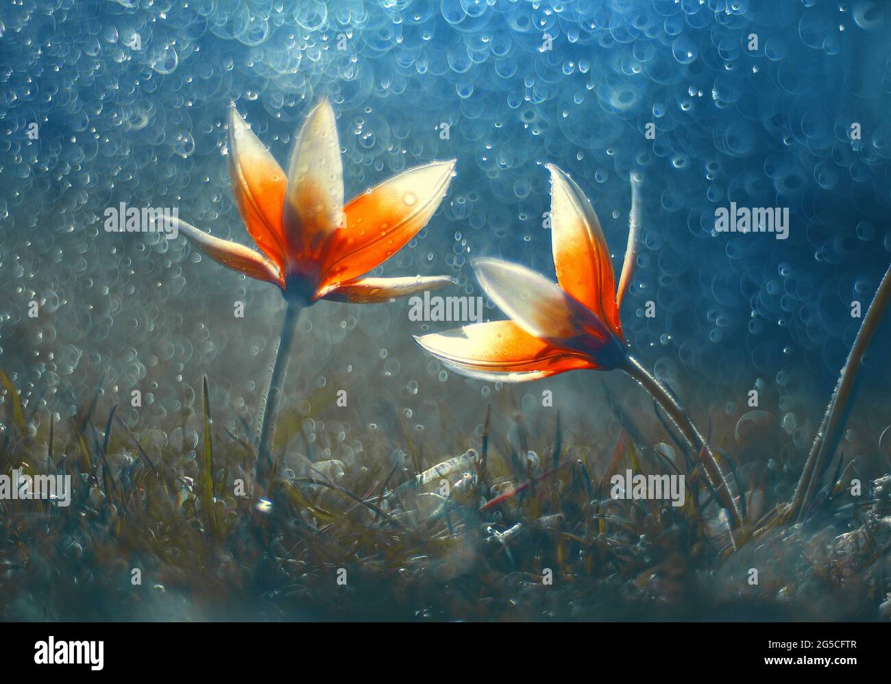Botanical Tulip - Tubergen's Variety Stock Photo - Alamy