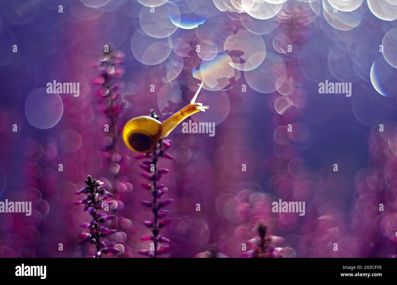 Violet snail hi-res stock photography and images - Alamy