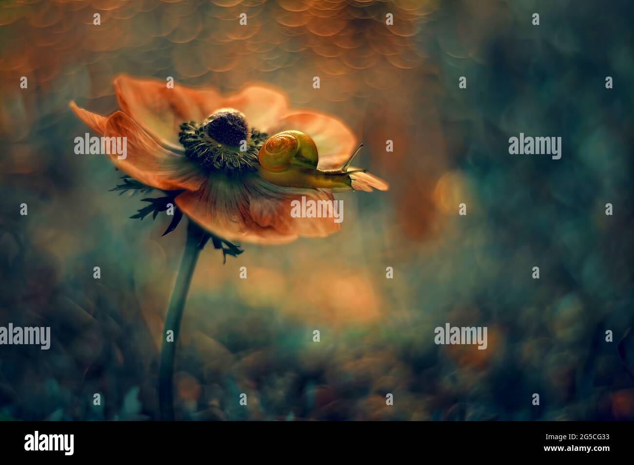 Snail on blooming flowers Stock Photo - Alamy