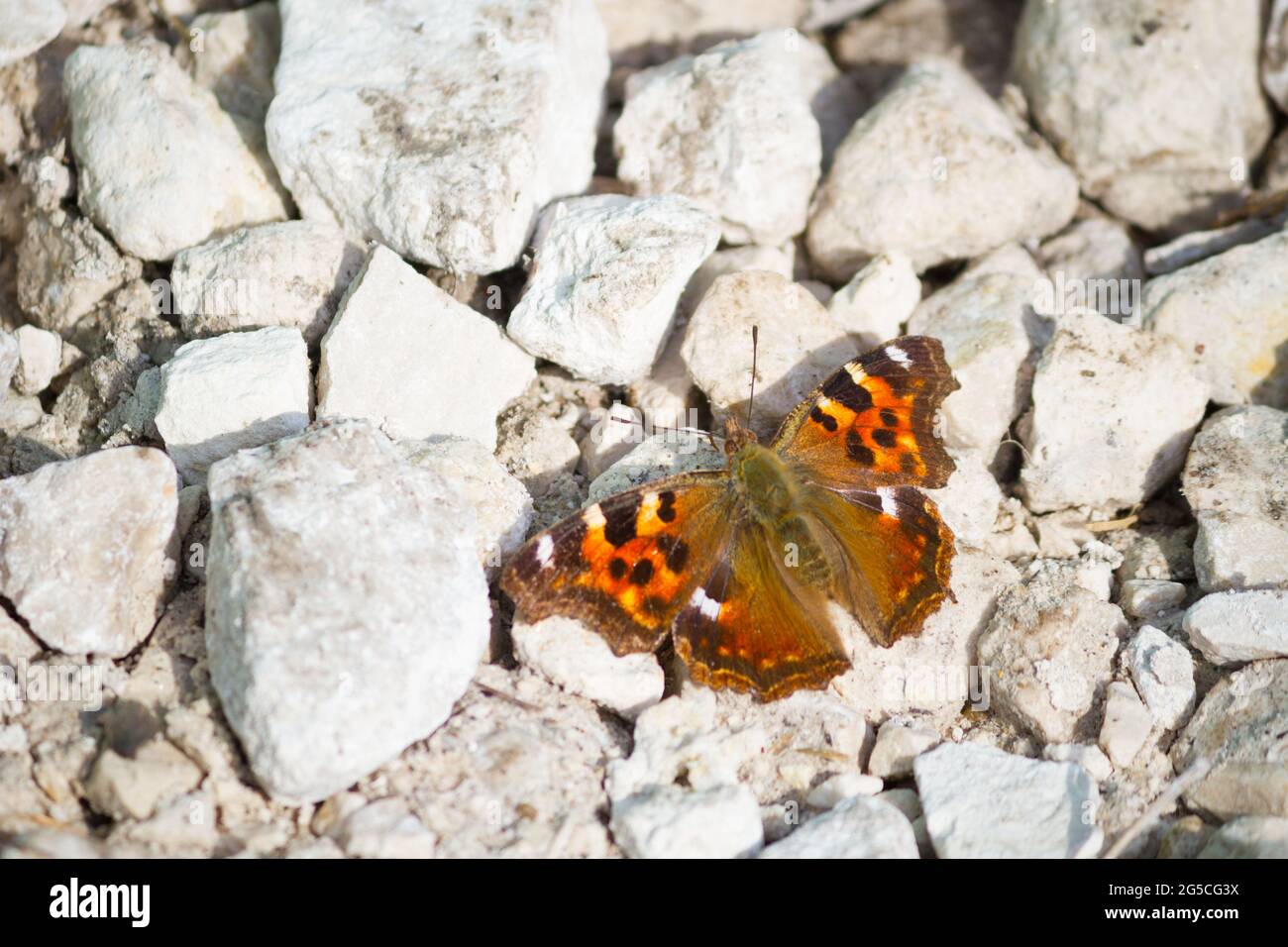 Orange colored butterfly with copy space Stock Photo - Alamy