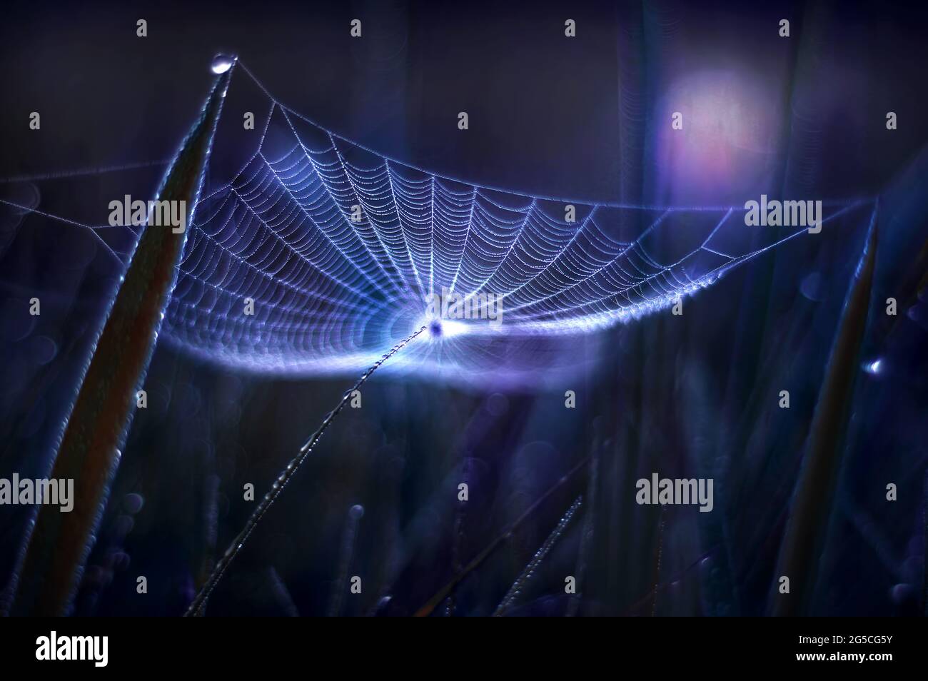 Spider web, a fancy composition with a spider Stock Photo - Alamy