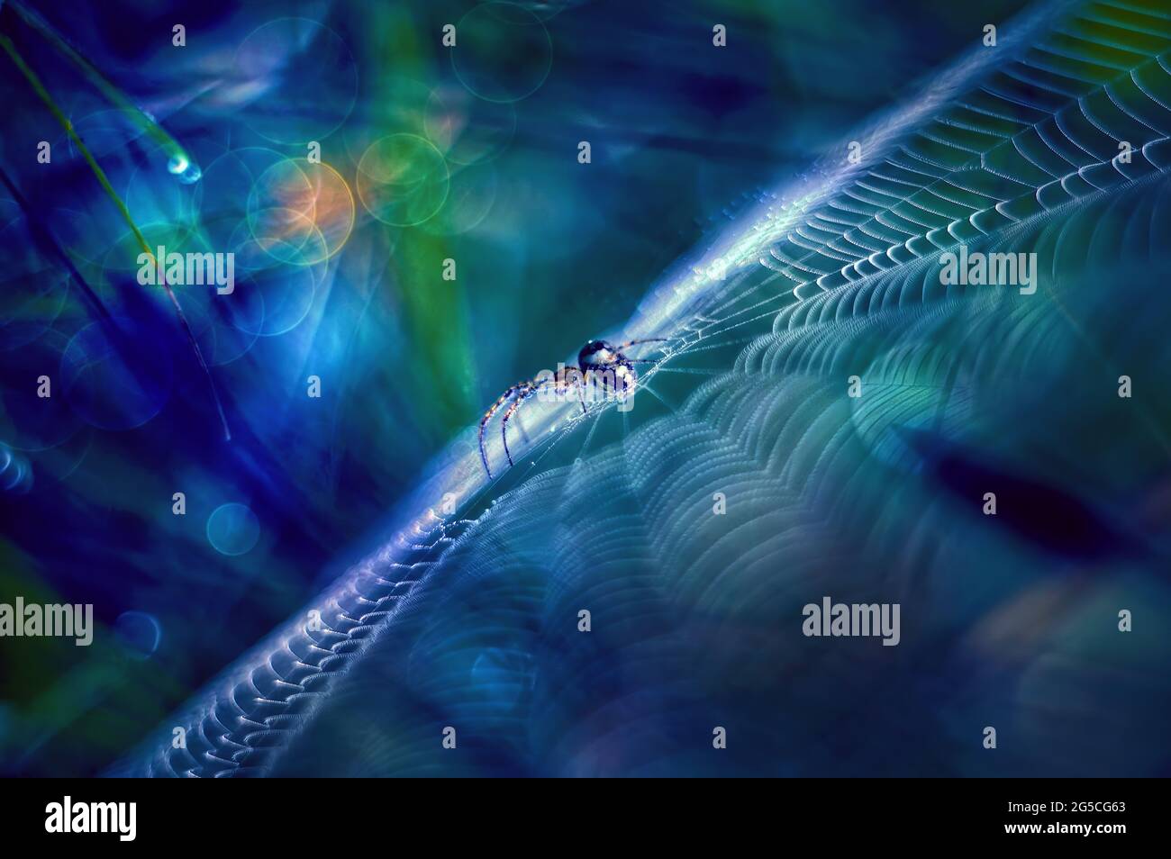 Spider web, a fancy composition with a spider Stock Photo - Alamy