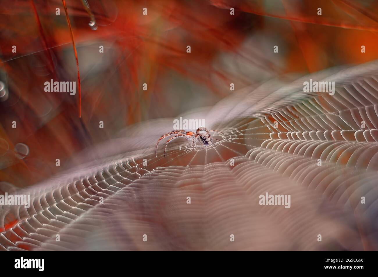 Spider web, a fancy composition with a spider Stock Photo - Alamy