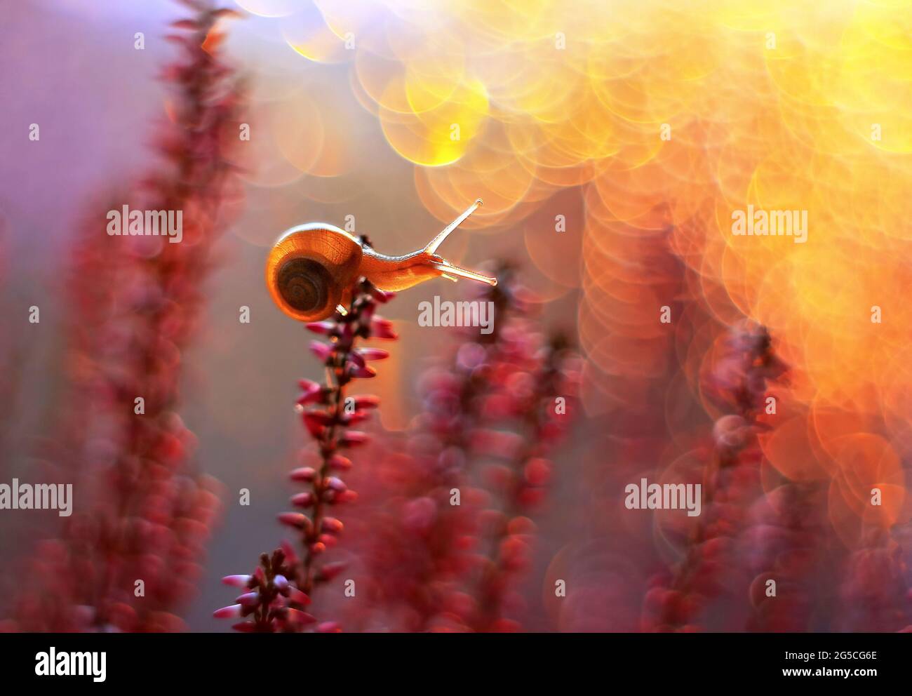 Heather snail hi-res stock photography and images - Alamy