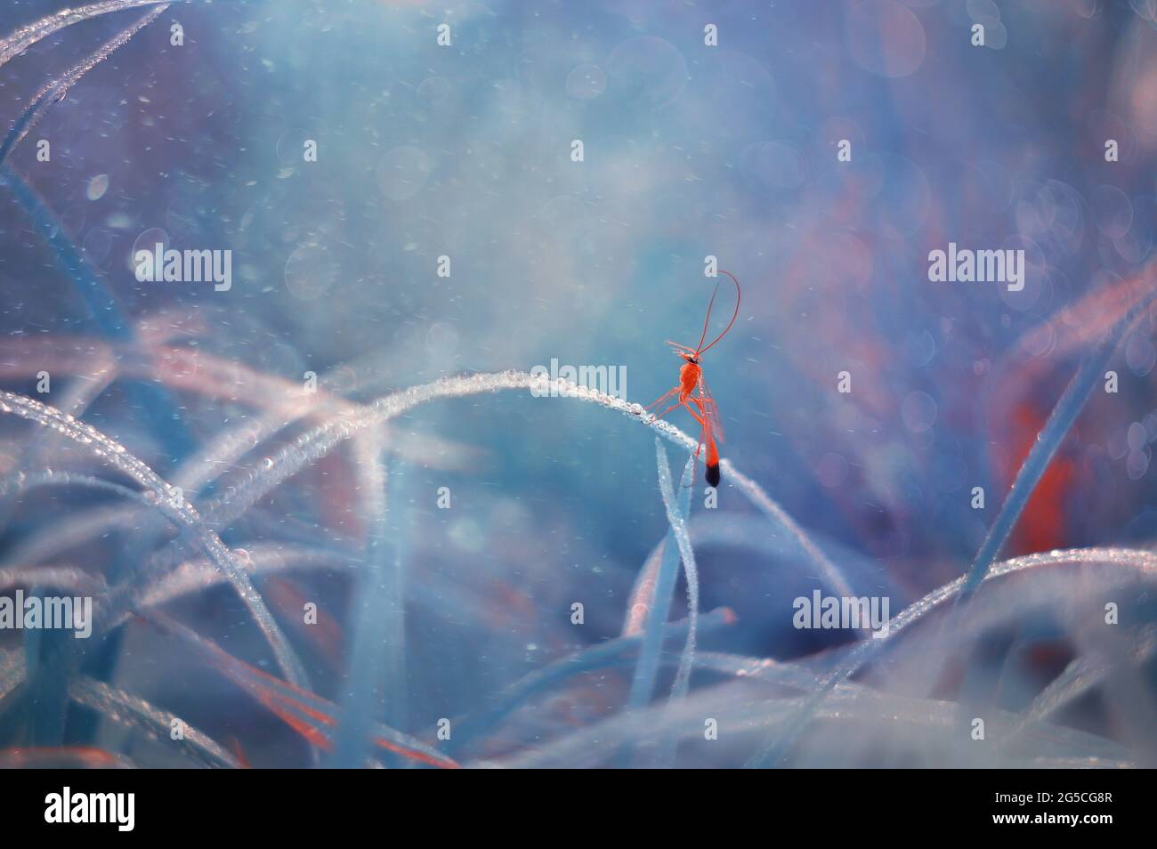 Rain insect hi-res stock photography and images - Alamy