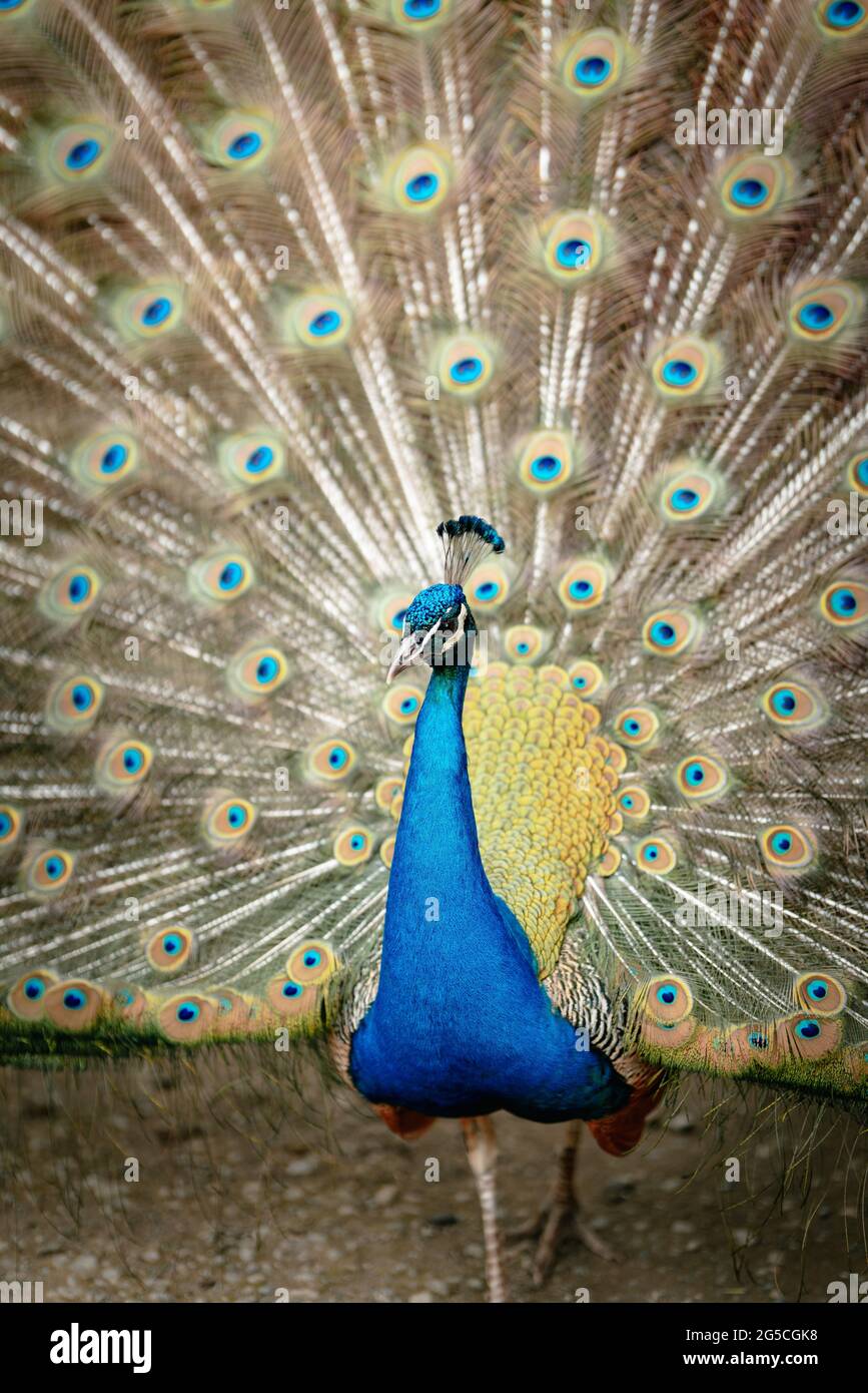 Vertical shot of a magnificent Indian peacock with its train fully ...