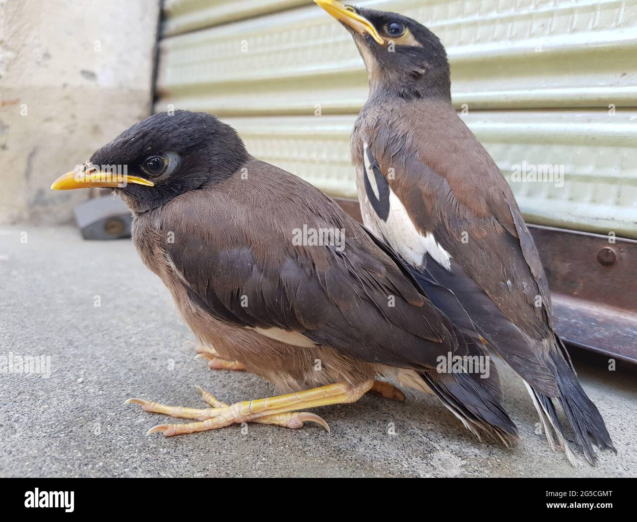 Couple of common mynas standing on the floor Stock Photo - Alamy