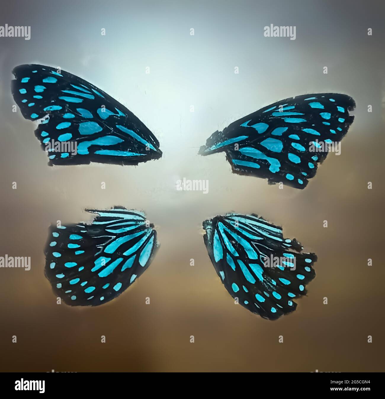 Vertical shot of separated butterfly wings on a colorful surface Stock ...