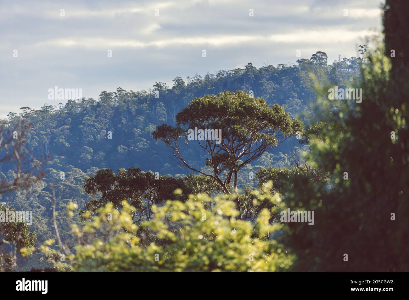 native Australian eucalyptus gum trees surrounded by thick vegetation ...