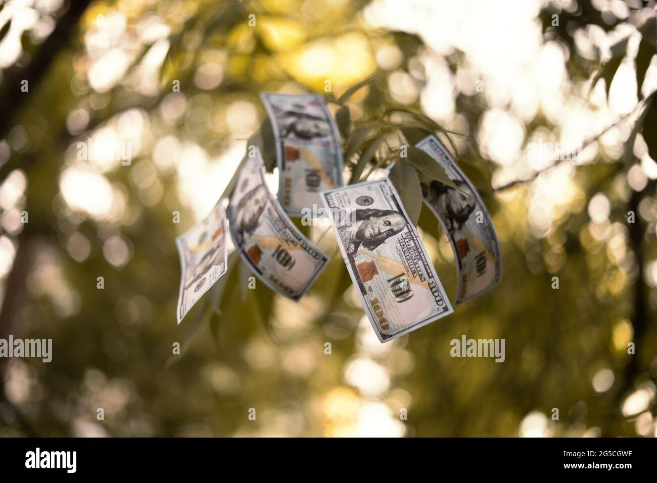 a branch of tree with paper dollar money growing on it Stock Photo - Alamy