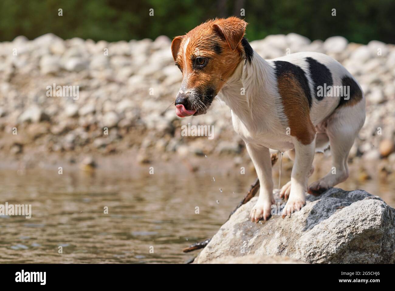 Small Jack Russell terrier walking near shallow river shore, exploring ...